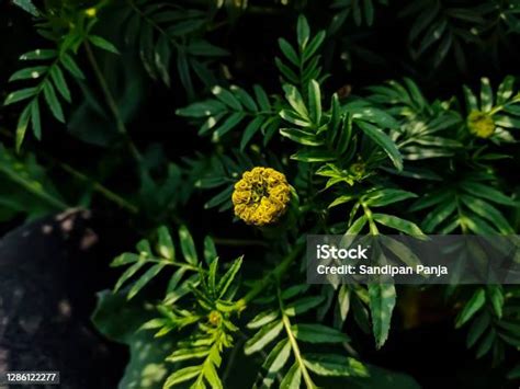 Tagetes Adalah Genus Tanaman Tahunan Atau Abadi Sebagian Besar Herba