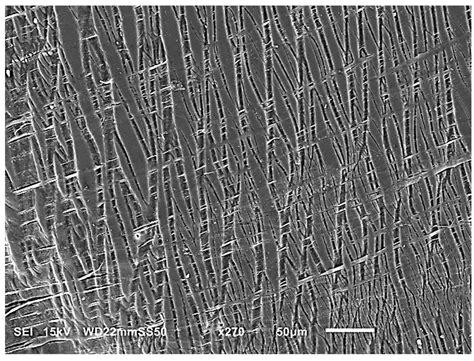 Polymers Free Full Text Approaches To Control Crazing Deformation Of Pha Based Biopolymeric