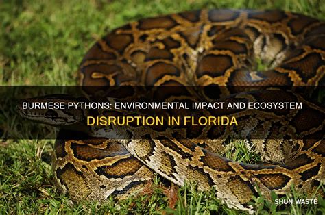 Burmese Pythons Environmental Impact And Ecosystem Disruption In