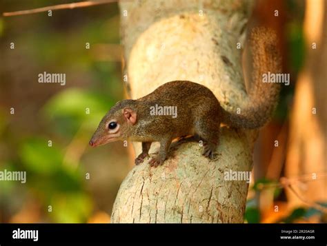 Northern Treeshrew Tupaia Belangeri Tupaia Genus Tupaja