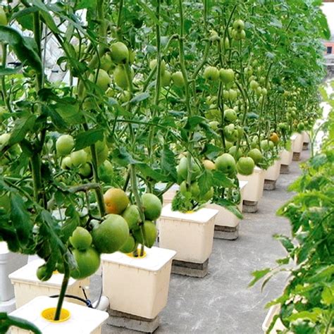 Plant Bucket System One Tree Hydroponics