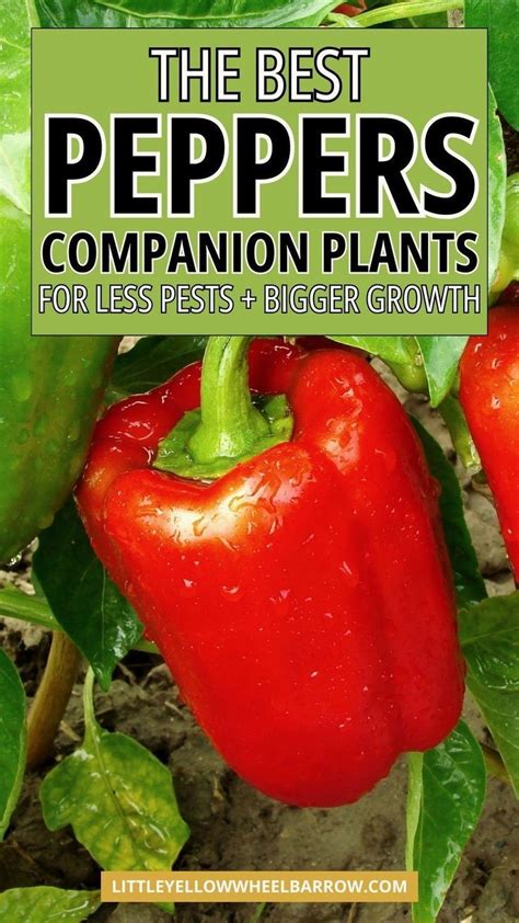 Pepper Companion Plants For Bigger Better Harvests Companion
