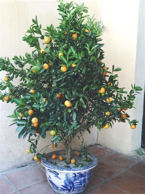 Pruning Lemon Trees When And How To Trim Your Citrus Tree Artofit