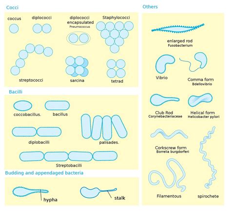 Bacteria Shape Size Structure And Other Membrane