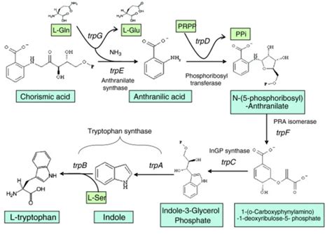 Biosynthesis Examples 6 Essential Processes That Drive Innovation