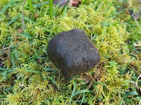 Cube Shaped Animal Poop Truly One Of A Kind Animals Around The Globe