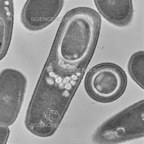 Bacillus Subtilis Morphology Under Microscope