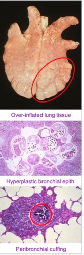 Companion Animal Lungworms Flashcards Quizlet