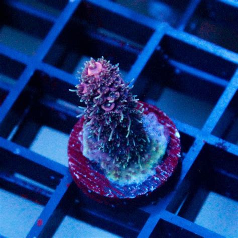 Jc Red Passion Jersey Corals