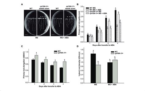 Aba Inhibition Of Primary Root Elongation And Lateral Root