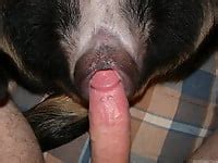 Dogs Tight Asshole Looks Very Attractive For My Hubby Zoo Tube 1