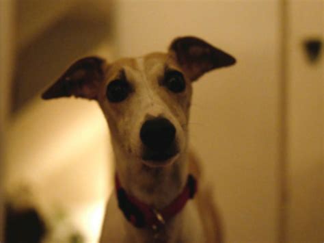 On Luna Dilly And Milly