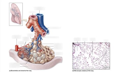 Lung Histology Labeled Bronchiole Alveolar Duct Alveoli Lab