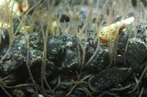 Detritus Worms Prevention Causes And How To Get Rid Of Them