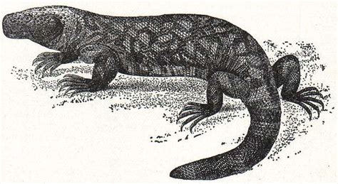 Gila Monster Drawing