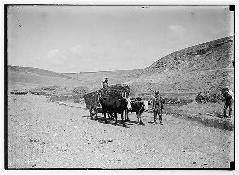 Various Types Etc Circassian Ox Cart