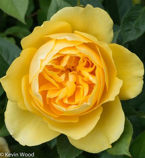 Graham Thomas Rose