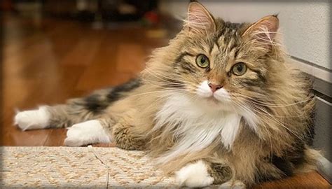 Las 18 Razas De Gatos Más Bonitas Y Tiernas Del Mundo