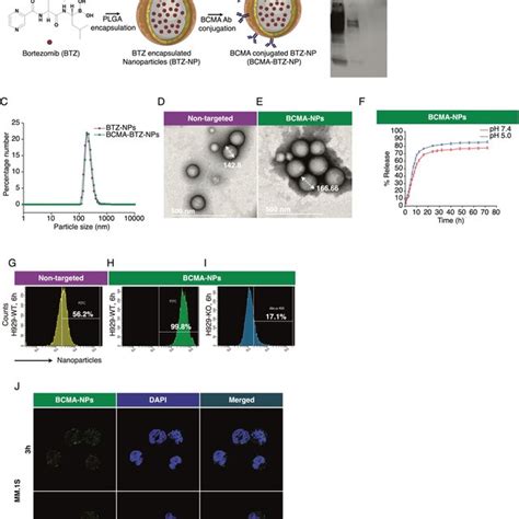 Targeted Nanoparticles Induce The Highest Percentage Of Apoptotic Cell