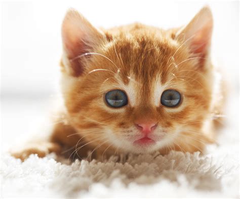 Cats White Background Kittens Ginger Color Glance Hd Wallpaper