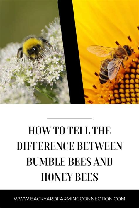 Honey Bee Vs Bumble Bee 5 Things To Know The Backyard Farming Connection