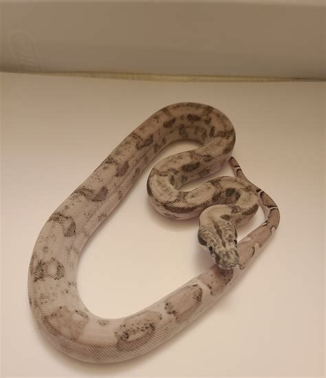 Hog Ghost Boa Constrictor By Dream Serpents Morphmarket