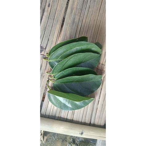Jual Daun Cingcau Hijau Shopee Indonesia