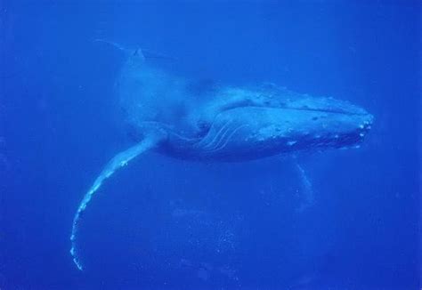 Captain Dan Mcsweeneys Whale Watching Adventures Holualoa All You Need To Know Before You Go