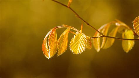 Red Beech New Leaf Spring Free Photo On Pixabay Pixabay