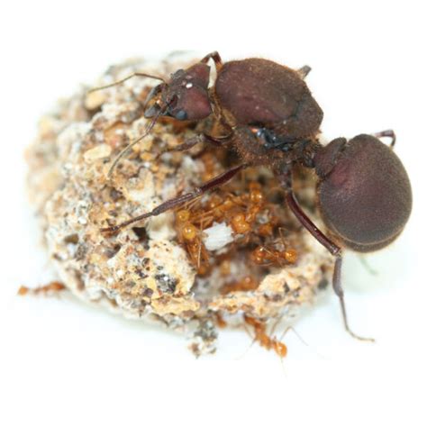 Atta Cephalotes Leafcutter Ants Fourmiculture