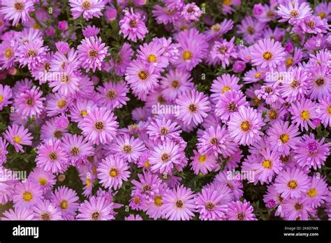Aster Amellus Sunrise Light European Michaelmas Daisy Purple Flowers