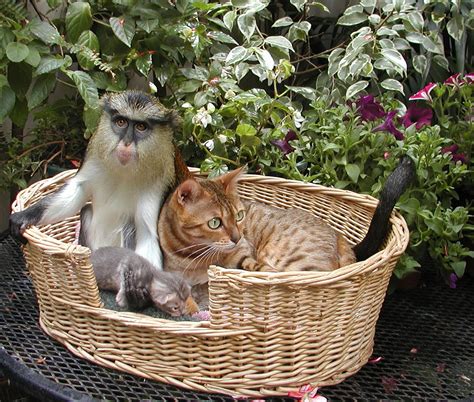 Monkey Matters Monkeys