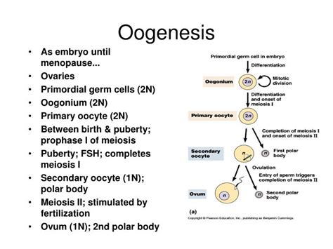 Ppt Oogenesis Powerpoint Presentation Free Download Id3397662