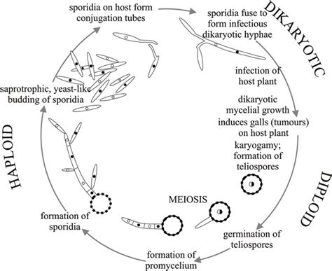 3 8 Basidiomycota