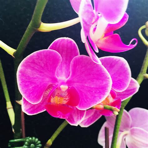 Dtps Yu Pin Sweetheart Olympic Orchids