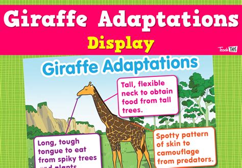 Giraffe Adaptation Display Teacher Resources And Classroom Games Teach This