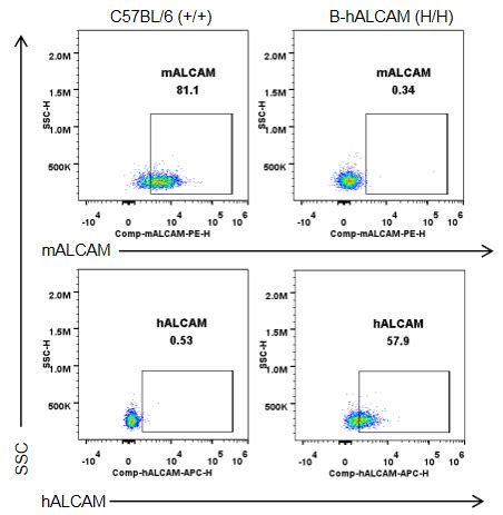 Human Alcam Mice Gene Humanized Mouse Models Biocytogen