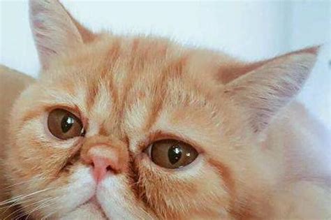 加菲猫上火有泪痕，加菲猫上火出现泪痕