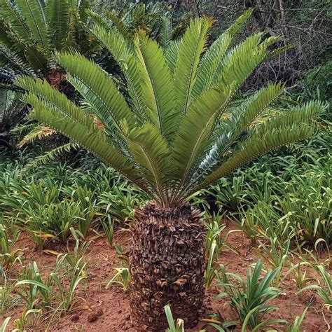 How To Propagate Cycads Successfully From One Ancient Plant To Your