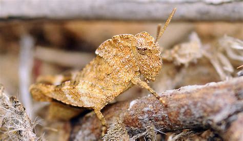 Arphia Ramona Nymph Lactista Gibbosus Bugguidenet