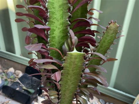 How To Get Your African Milk Tree To Grow More Branches Tips For A