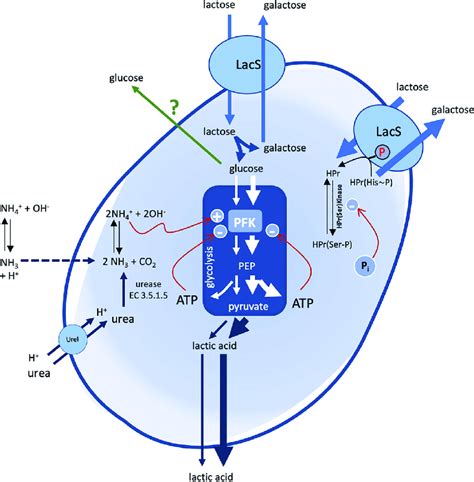 Beer Lactose Fermentation At Carl Cosme Blog
