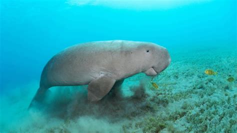 Perfect Storm Of Human Activity Threatening Marine Life Conservationists Warn