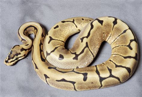 Vanilla Bee Het Piebald Ball Python By Python Palette Morphmarket