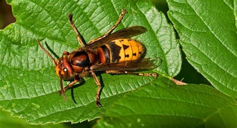 17 Kinds Of Bees Ranked From Harmless To Straight Up Terrifying Aol