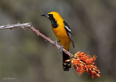 Definitive Guide To Hooded Oriole Facts Habitat Conservation Status