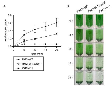 Sedimentation Analysis Of 7942 Wt Δsigf After Cultivation In P4 Medium Download Scientific