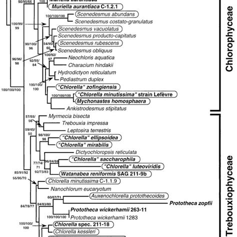 Pdf Biochemical Taxonomy And Molecular Phylogeny Of The Genus