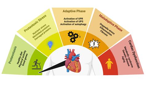 Cardiac Proteostasis And Its Adaptation And Dysfunction Biorender