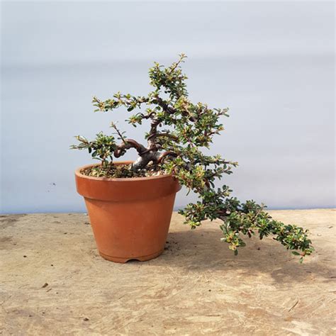 Cotoneaster Cascade 0227 Bonsai Southwest